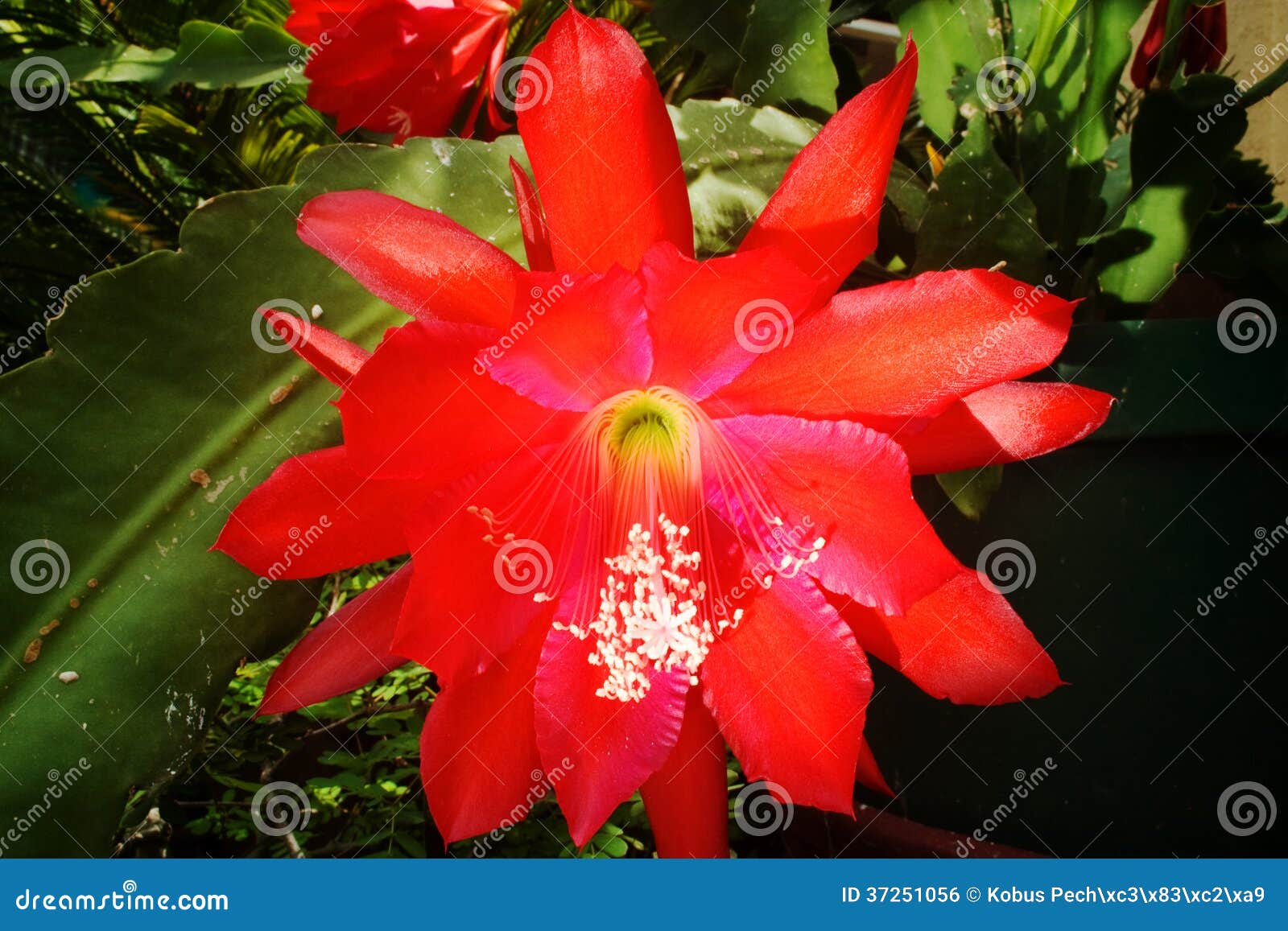 Cactus Epiphyllum Anguliger. Rare Night Queen Flower Royalty-Free Stock ...