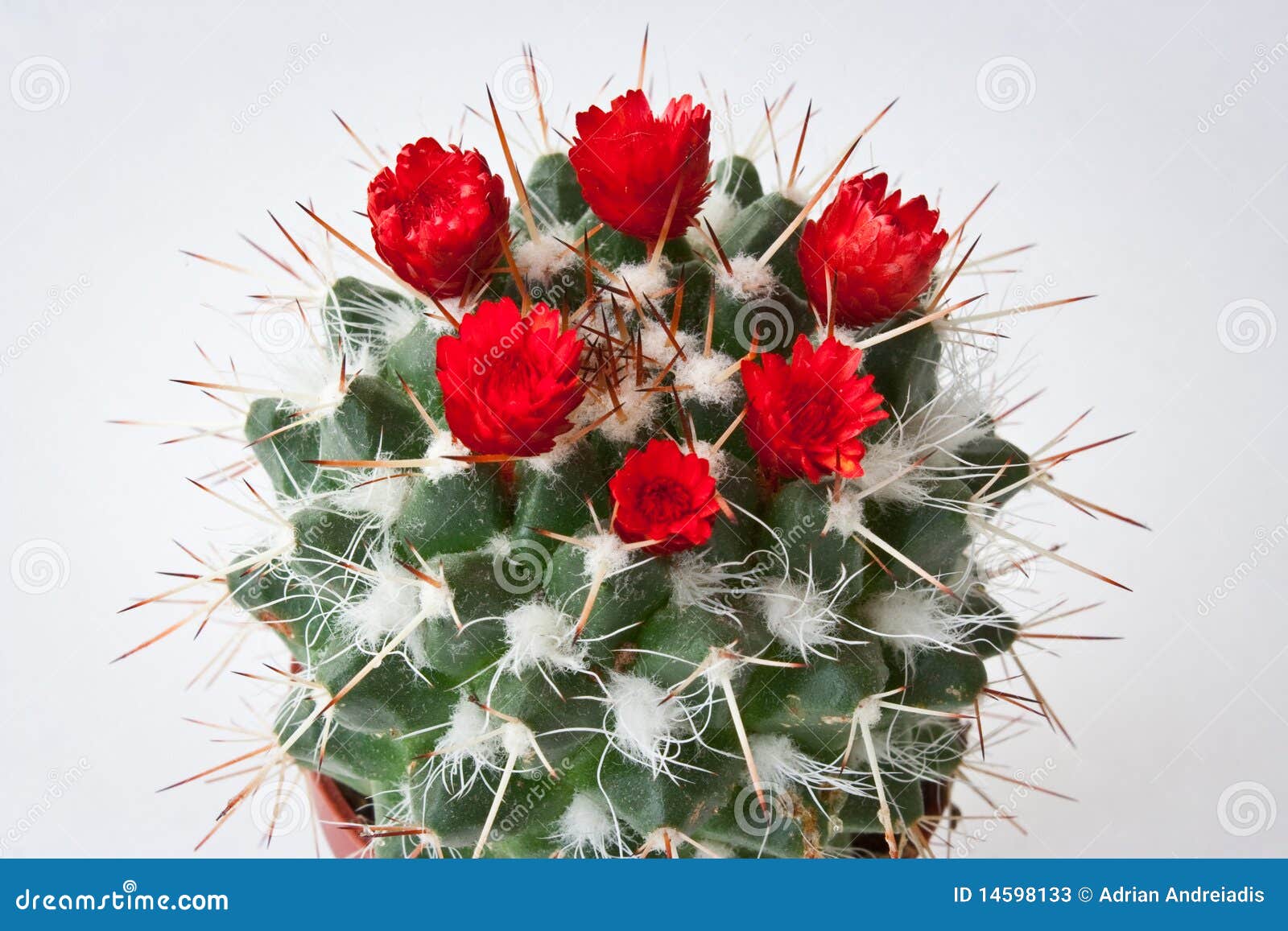 Red Cactus Flowers stock image. Image of blossom, cacti - 14598133
