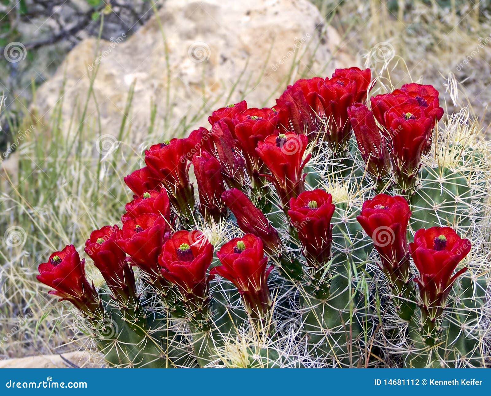 Red Cactus Flowers stock photo. Image of spines, capitol - 14681112