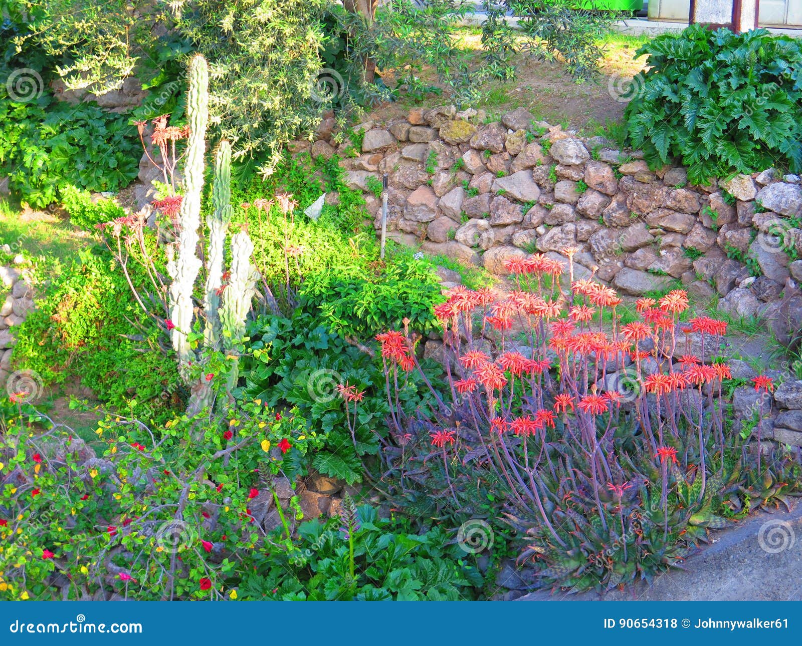 Red cactus flowers stock photo. Image of sharp, cholla - 90654318