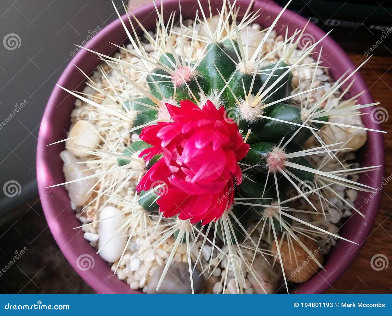 Red Cactus flowers stock image. Image of nature, cactus - 194801193