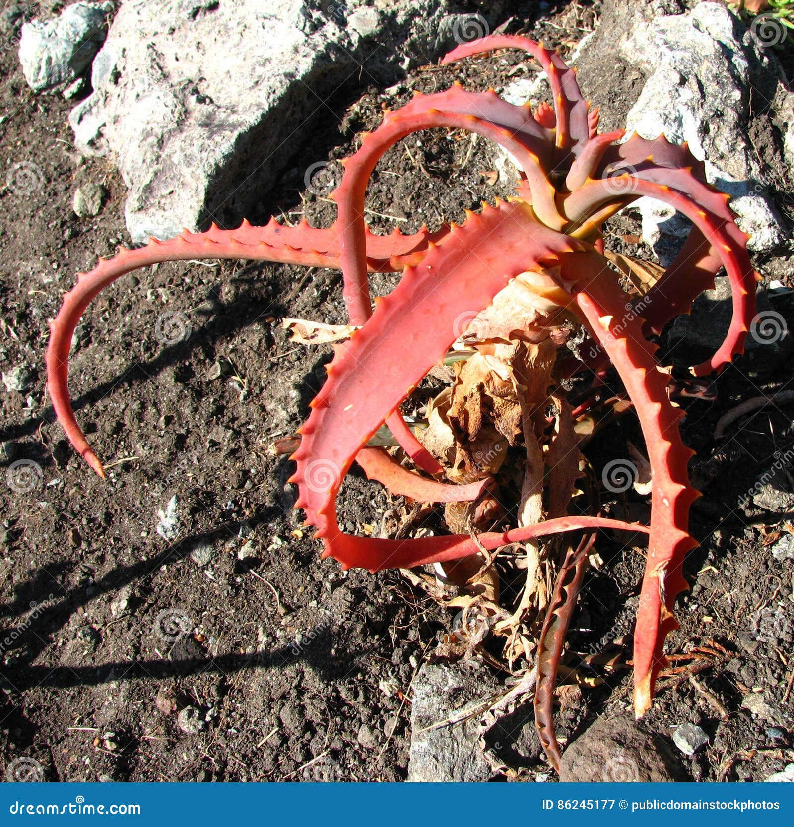 Red Cactus Octopus Picture. Image: 86245177