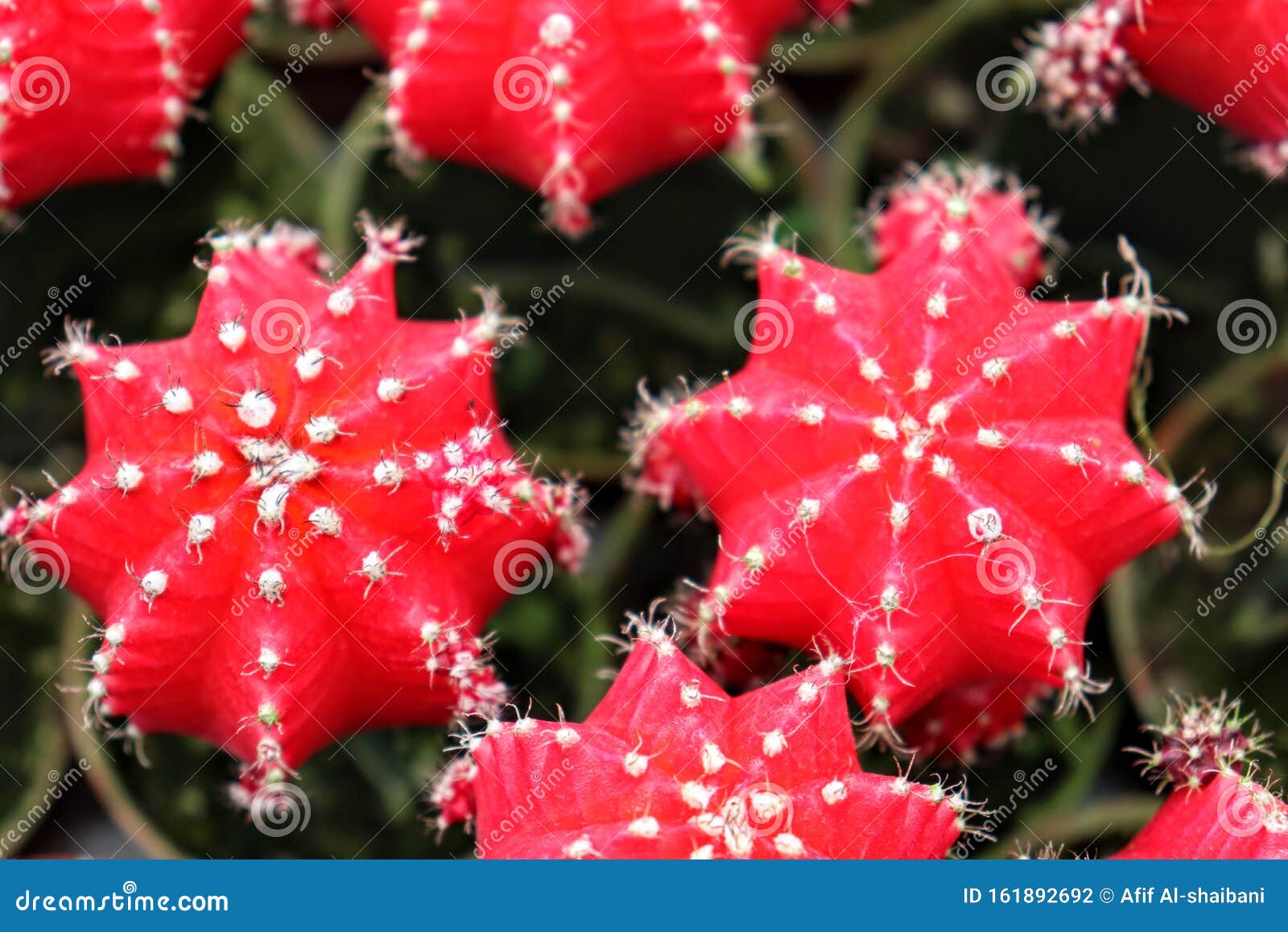 Red cactus star shaped stock photo. Image of star, cactus - 161892692