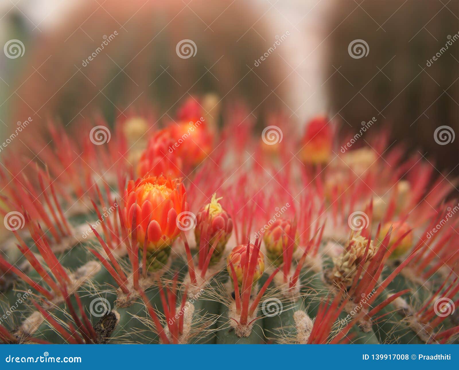 The Red Cactus Tree Flowers Stock Photo - Image of thorn, show: 139917008