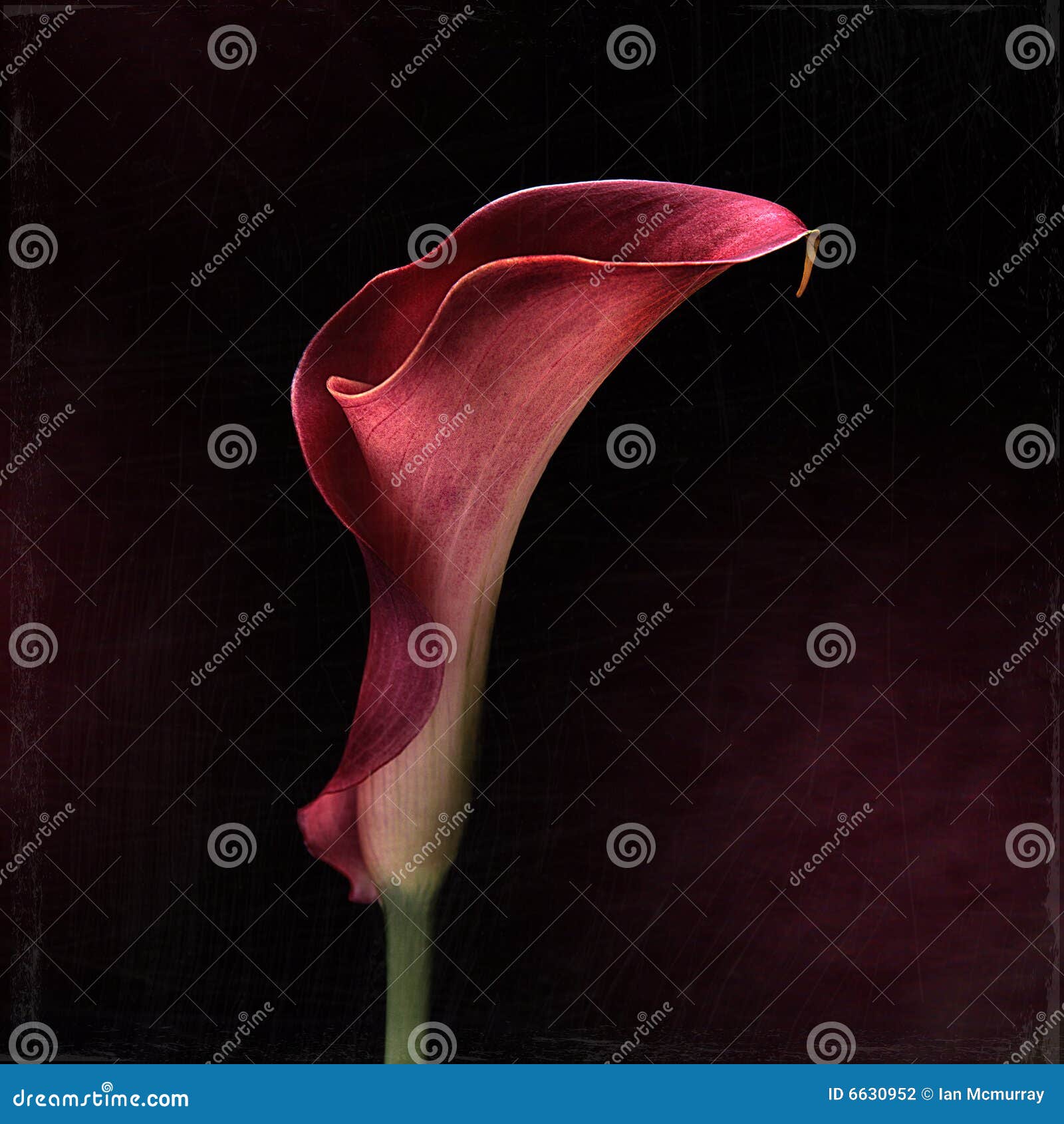 Red cala lily stock photo. Image of lily, petal, close - 6630952