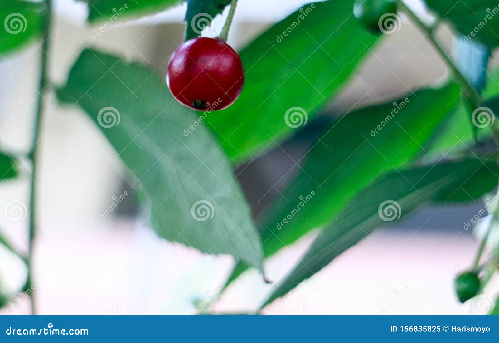 Red Calabur fruit stock image. Image of jamaica, calabura - 156835825