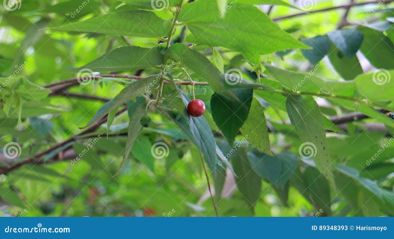 Red Calabur stock image. Image of tree, sabah, calabur - 89348393