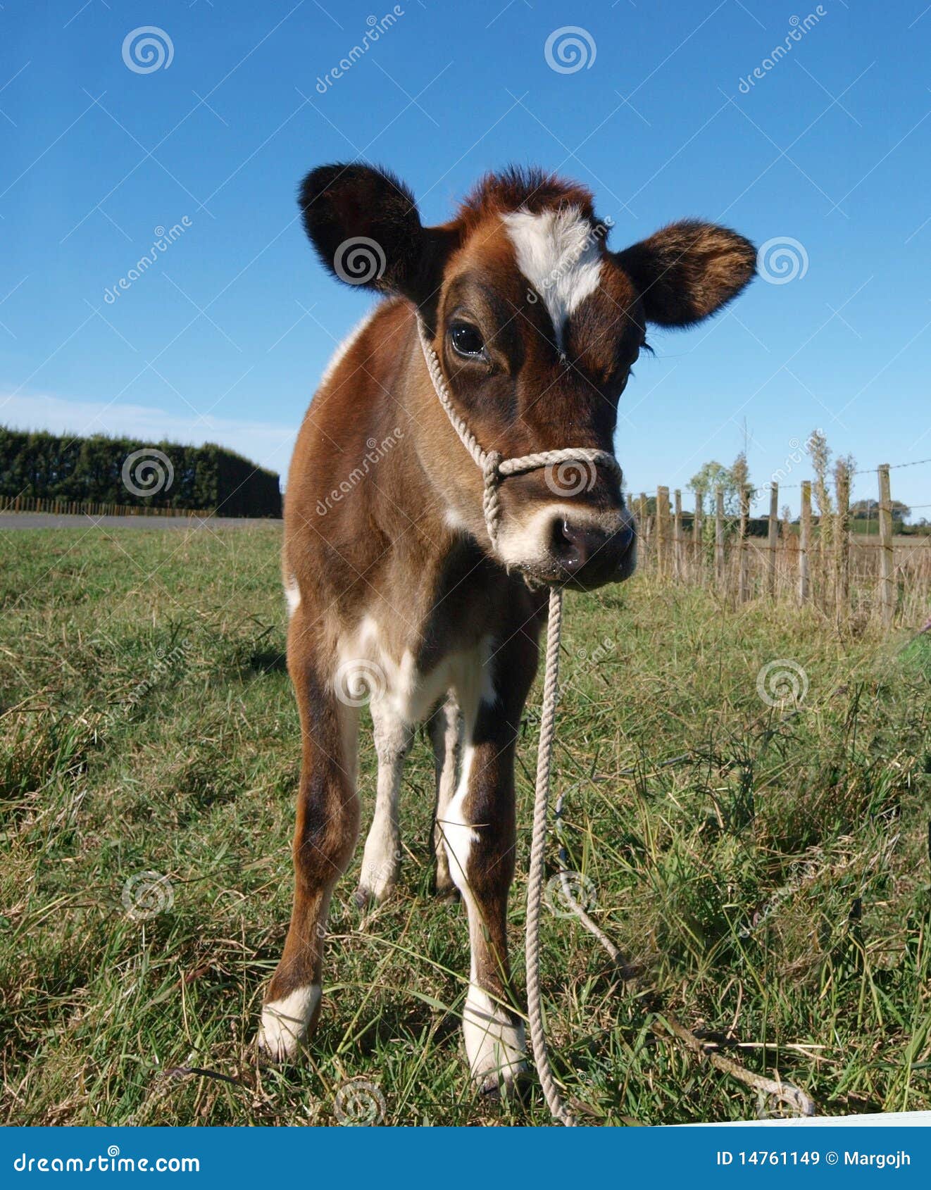 Red Calf stock image. Image of butter, bovine, beast - 14761149