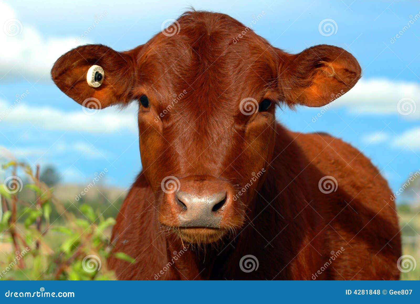 Red Calf stock photo. Image of calve, industry, beef, farming - 4281848