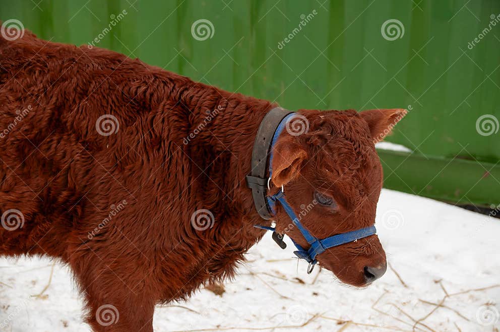 Red Calf on a Farm in the Snow Stock Image - Image of close, young ...