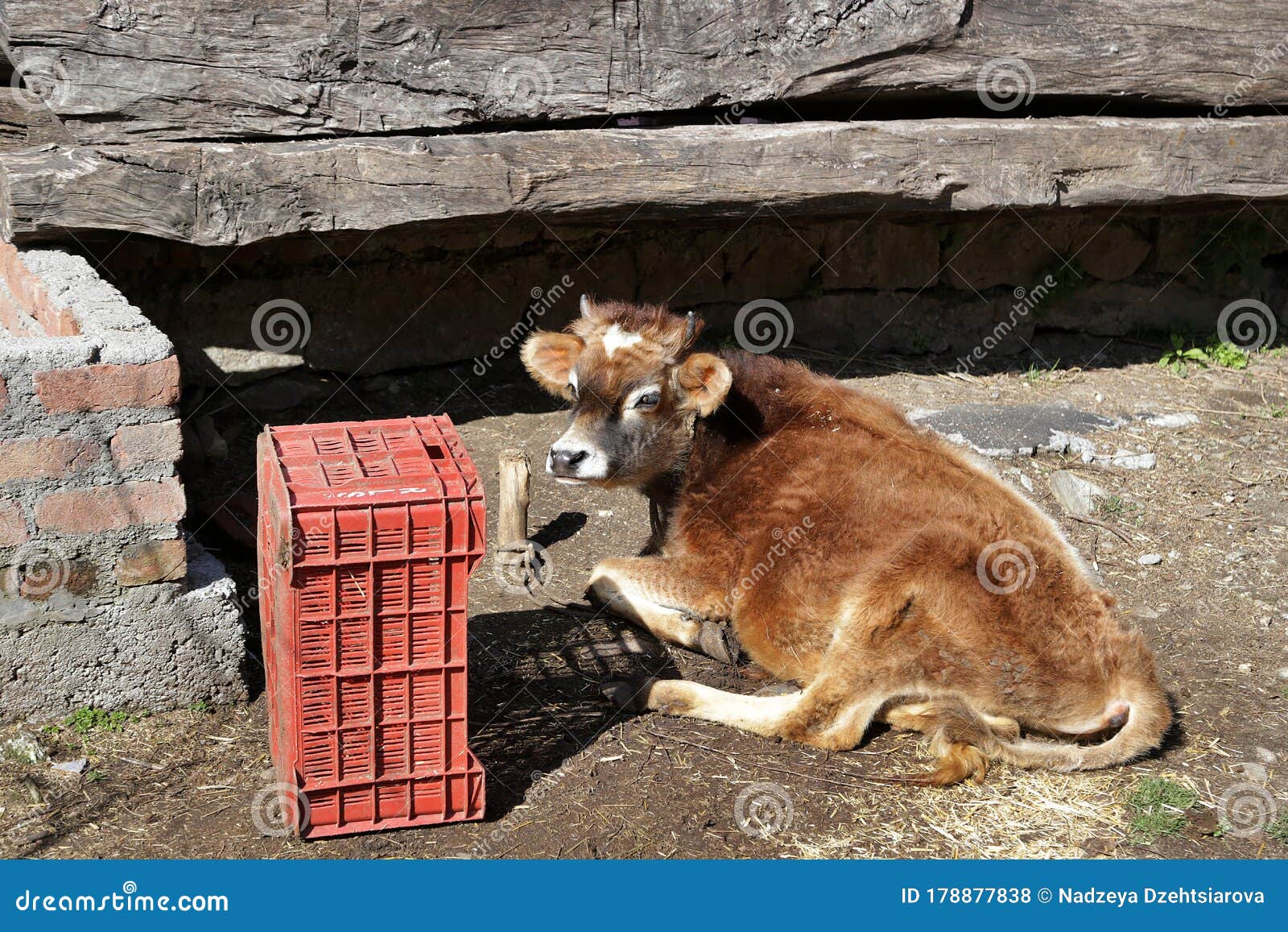 Red calf grazing. stock photo. Image of calf, farm, horns - 178877838