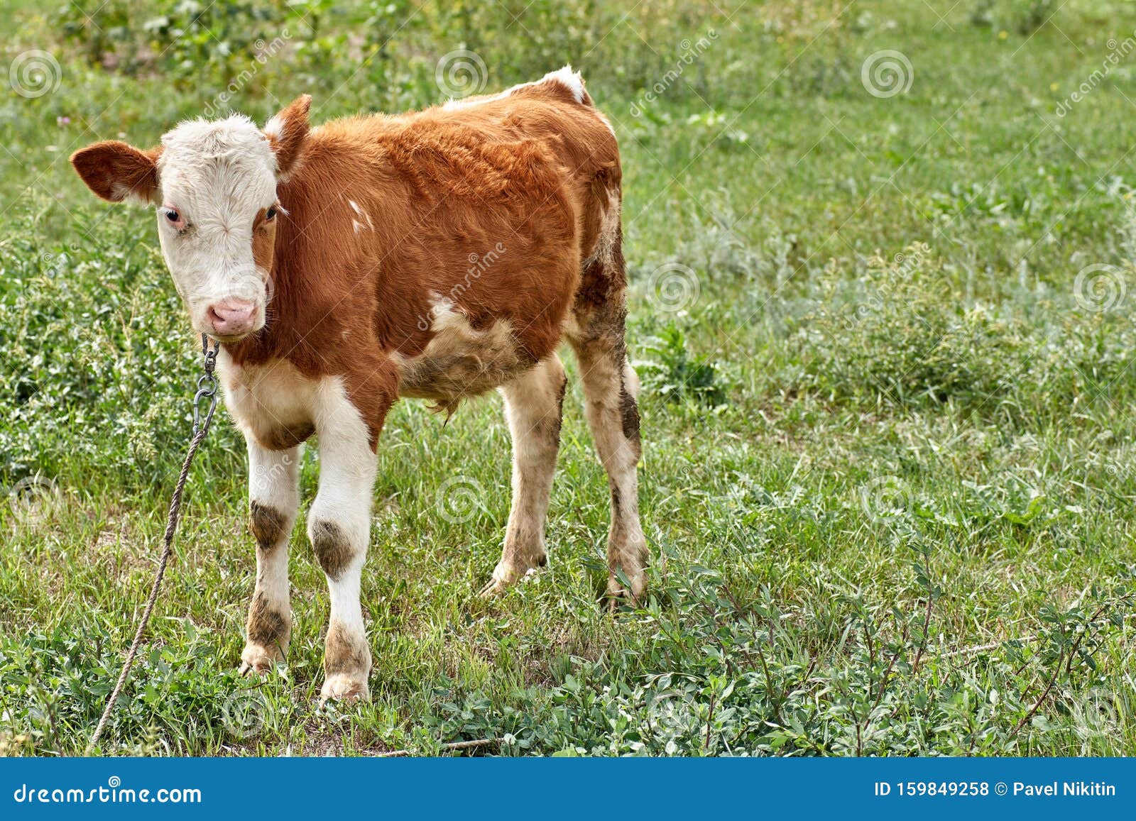 Red Calf Stands in a Field on the Grass, on a Leash Stock Photo - Image ...