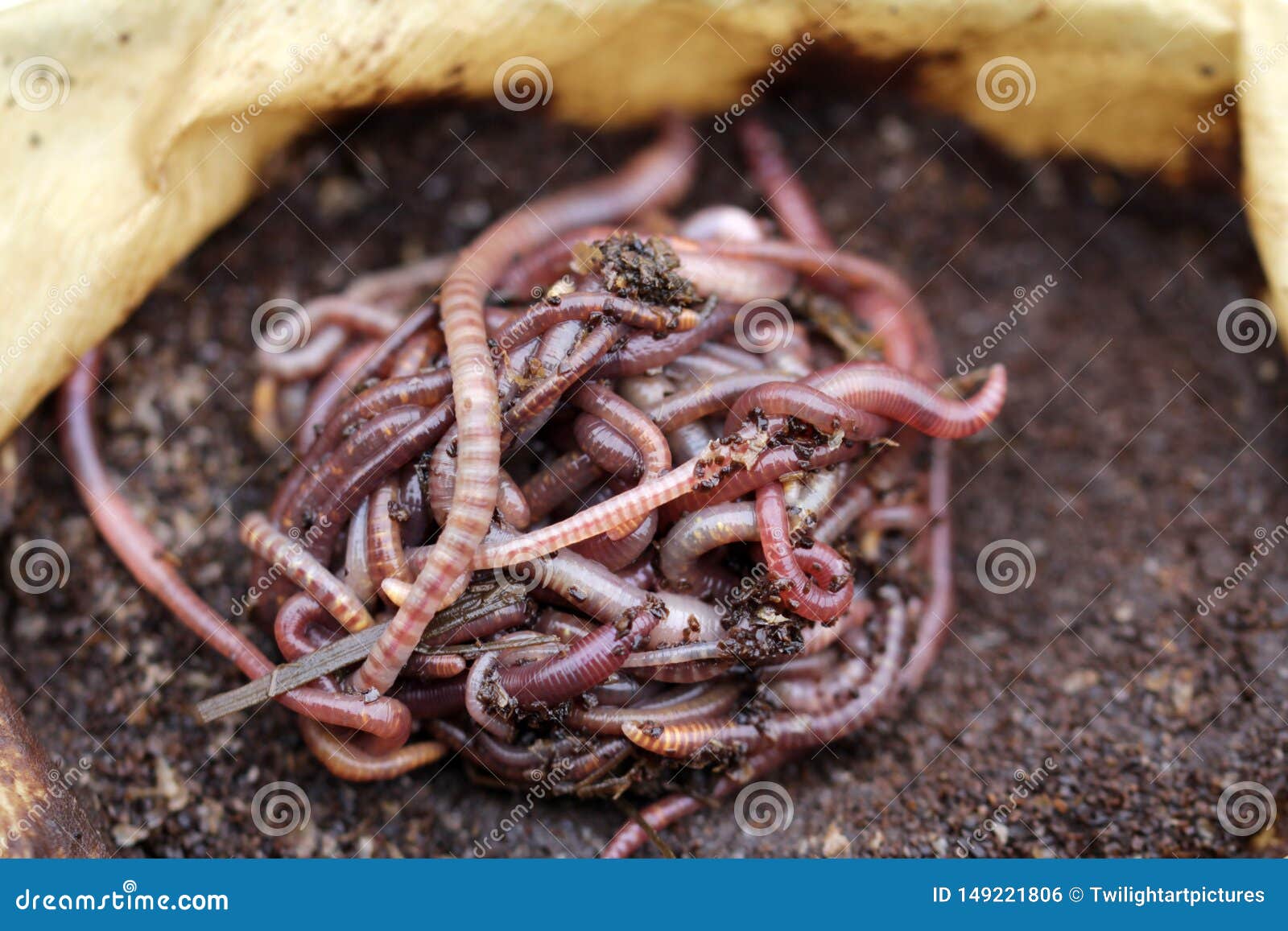Red Californian Compost Worms in Coffee Stock Photo - Image of ...