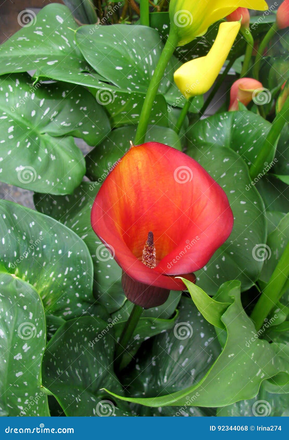 Red Calla Lily or Zantedeschia Flowers Stock Photo - Image of garden ...
