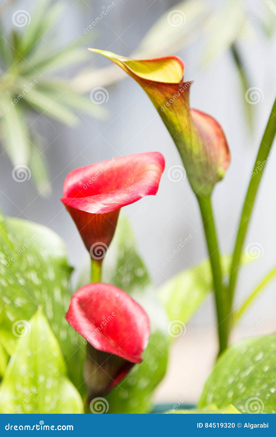 Red calla lily stock photo. Image of wedding, close, green - 84519320
