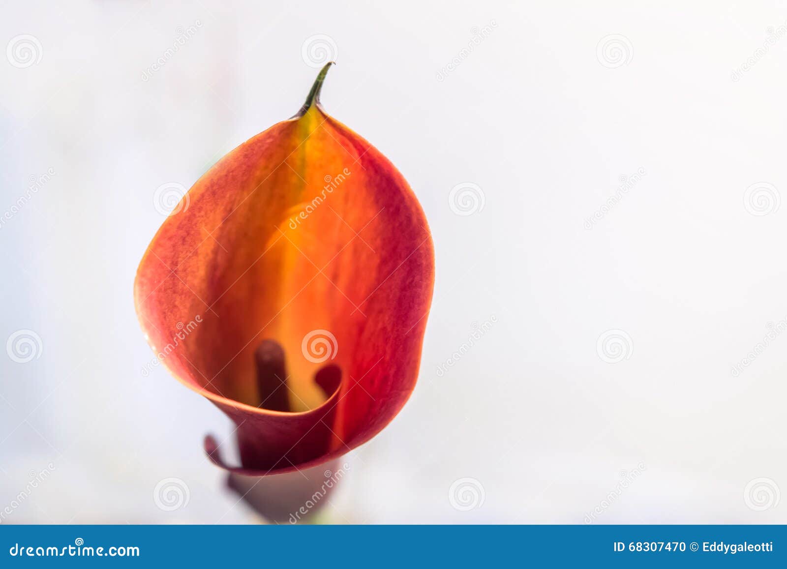 Red Calla Lily Flower Detail Stock Photo - Image of lily, natural: 68307470