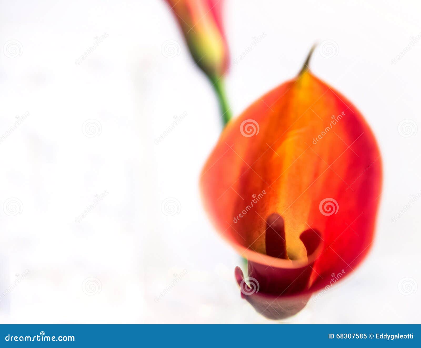 Red Calla Lily Flower Detail Stock Image - Image of fresh, natural ...