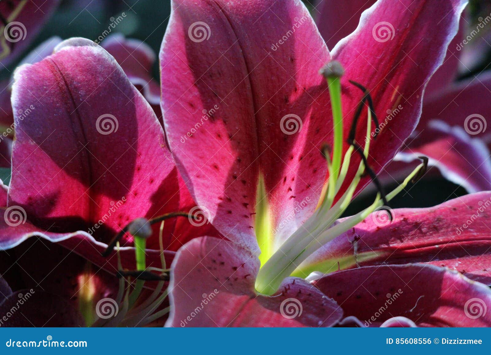 Red Calla Lily stock photo. Image of yard, flowers, petal - 85608556