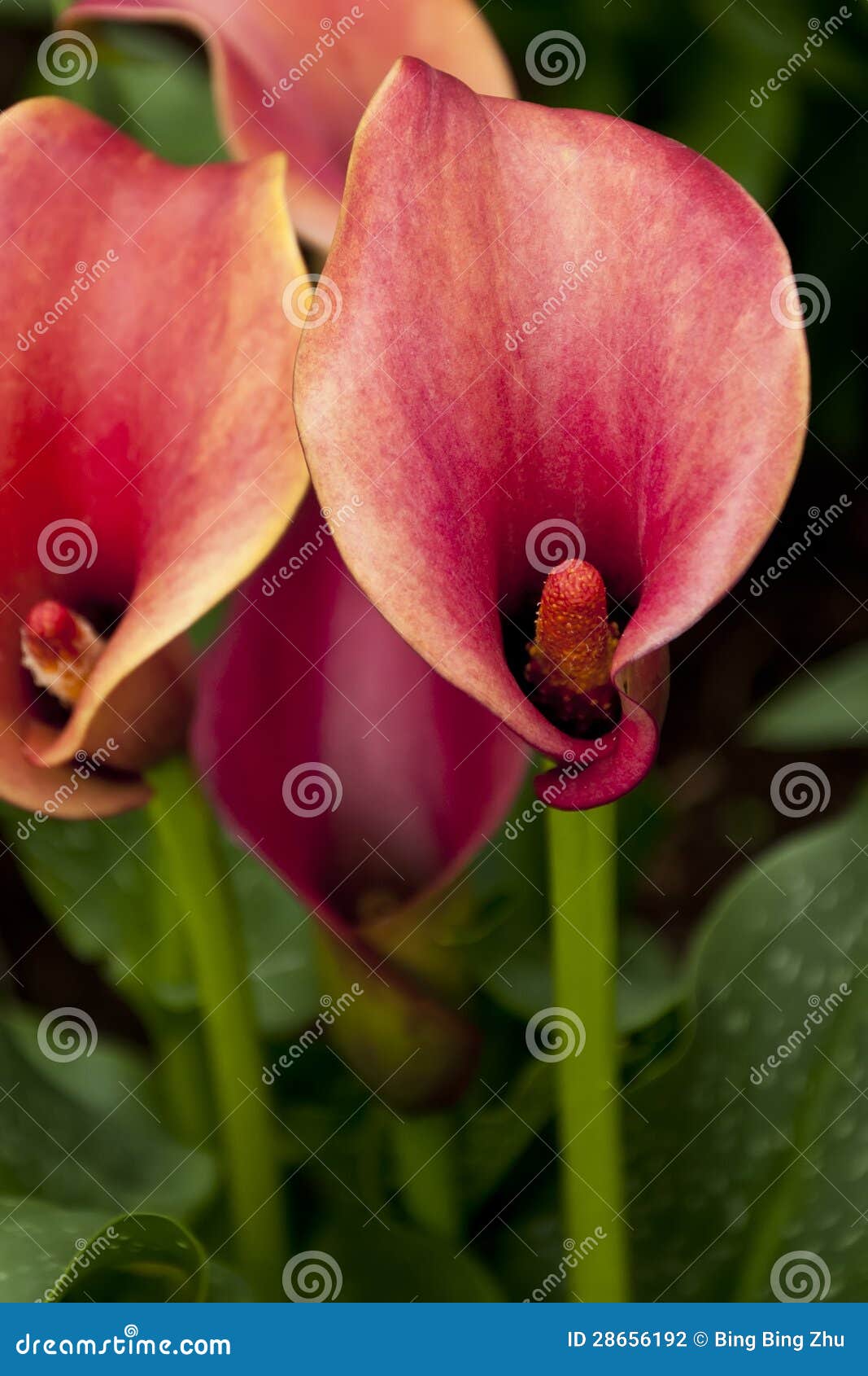 Red calla lilys stock photo. Image of anthurium, color - 28656192
