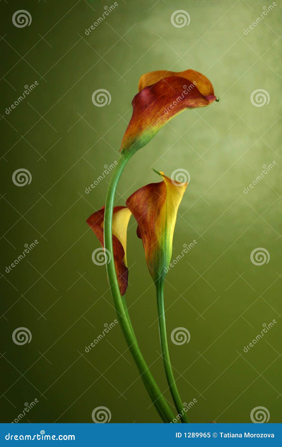 Red callas stock image. Image of botany, pretty, spring - 1289965