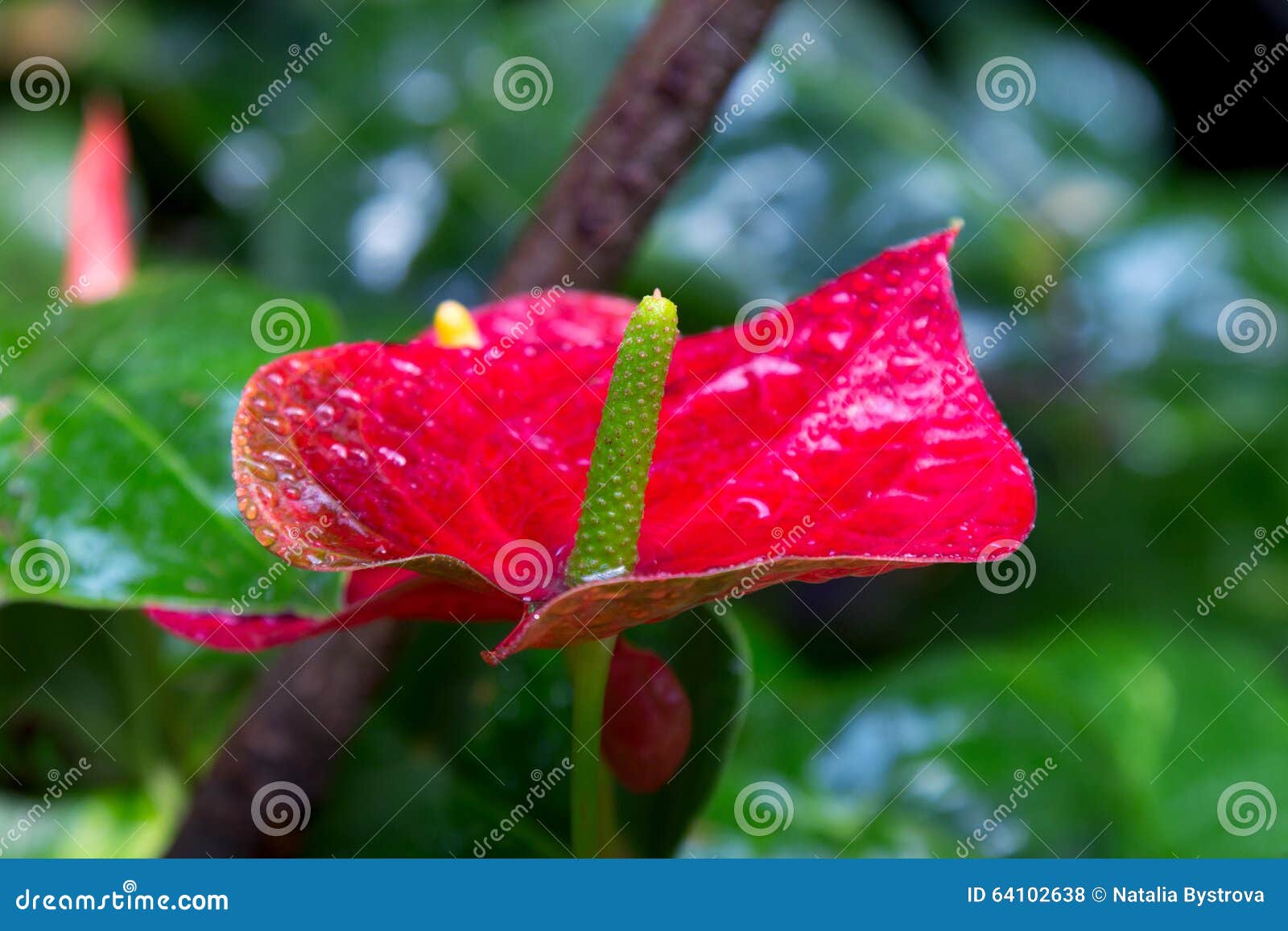 Red callas in a garden stock photo. Image of callas, purple - 64102638