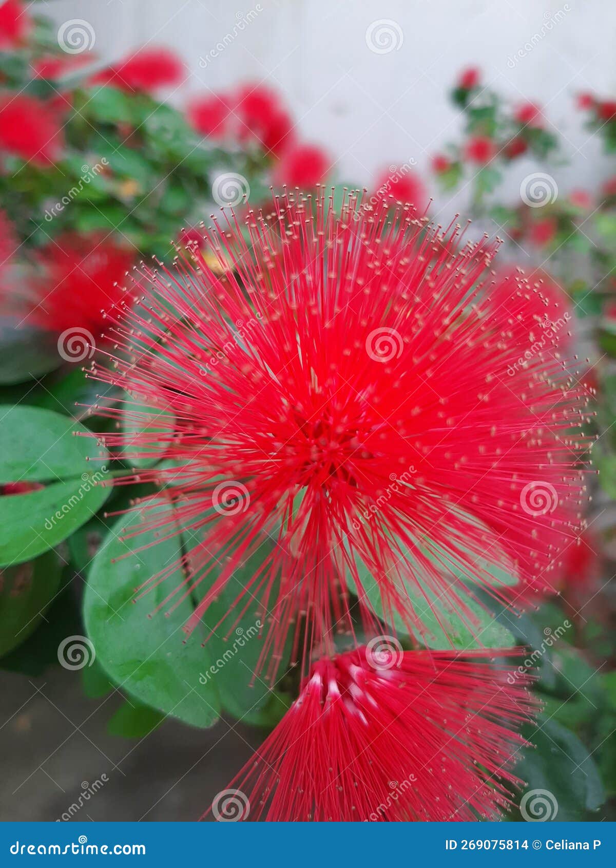 Red Calliandra flower stock photo. Image of leaf, blossom - 269075814