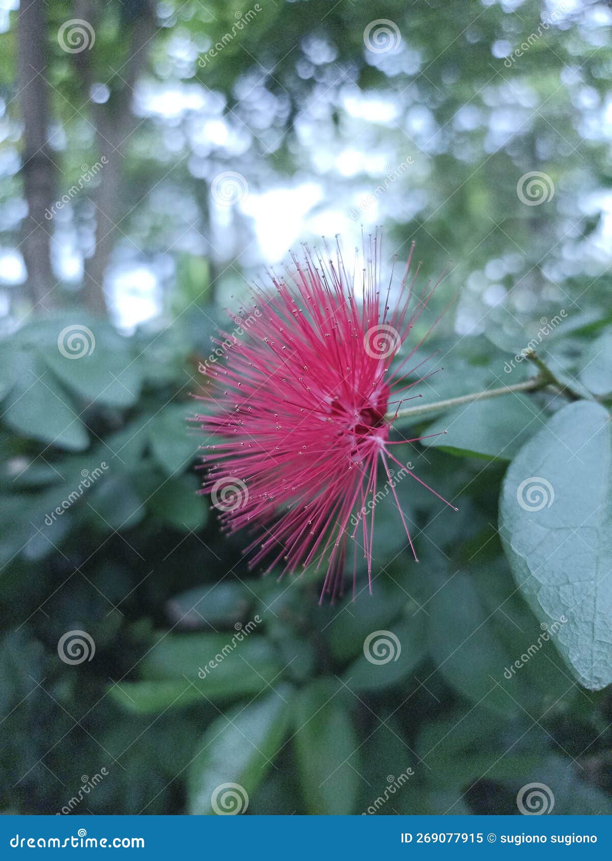 Red Calliandra Flower stock image. Image of beauty, surinamesis - 269077915