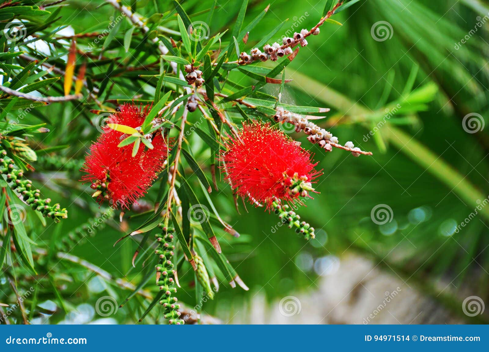 Red callistemon stock photo. Image of bloom, summer, blooming - 94971514