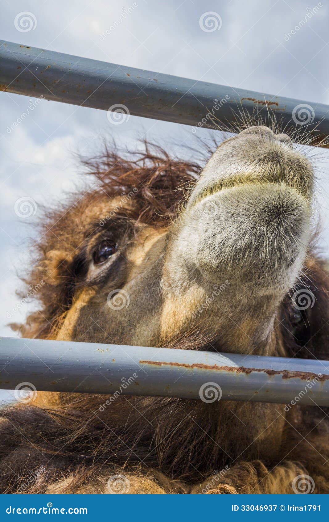 Red camel of the fence. stock image. Image of orange - 33046937