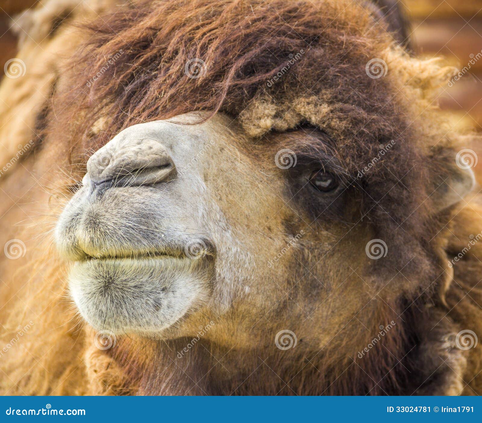 Red camel left stock image. Image of brown, portrait - 33024781