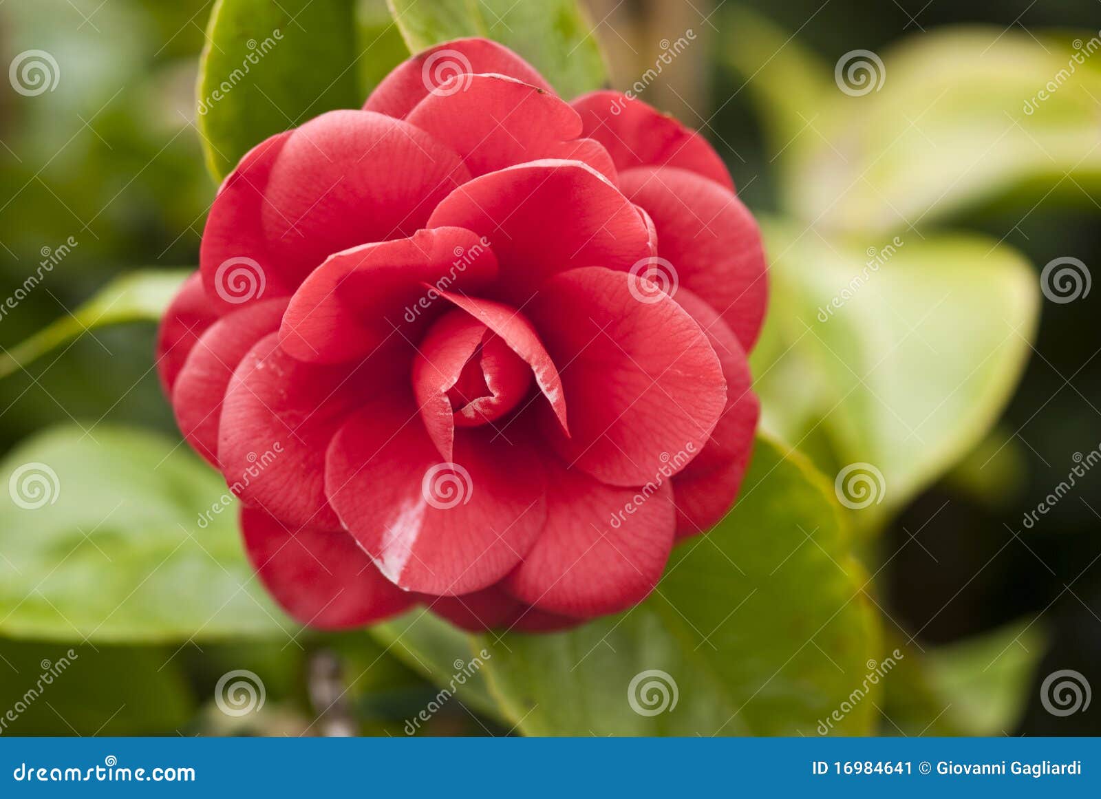 Red Camelia, Italy stock image. Image of color, botanical - 16984641