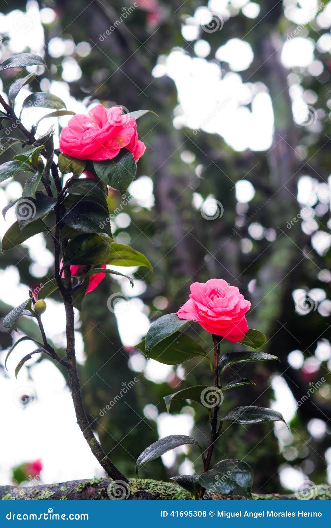 Red camellia stock photo. Image of garden, flora, natural - 41695308