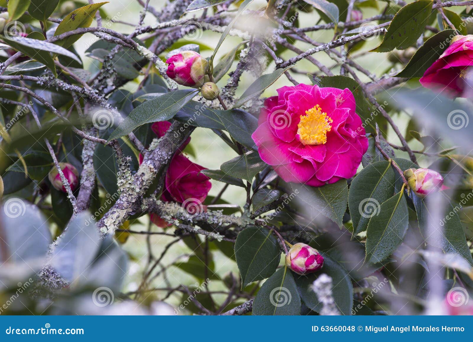 Red camellia stock photo. Image of nuccio, nature, beautiful - 63660048
