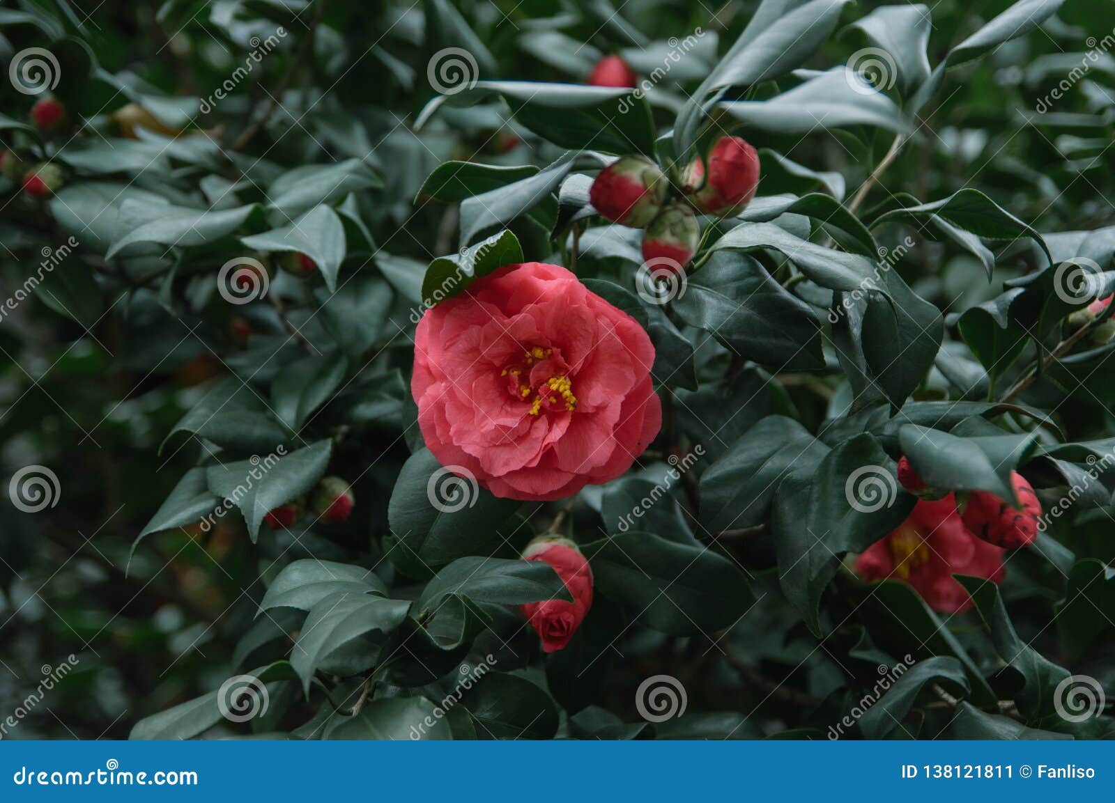 Red Camellia in the tree stock image. Image of branches - 138121811