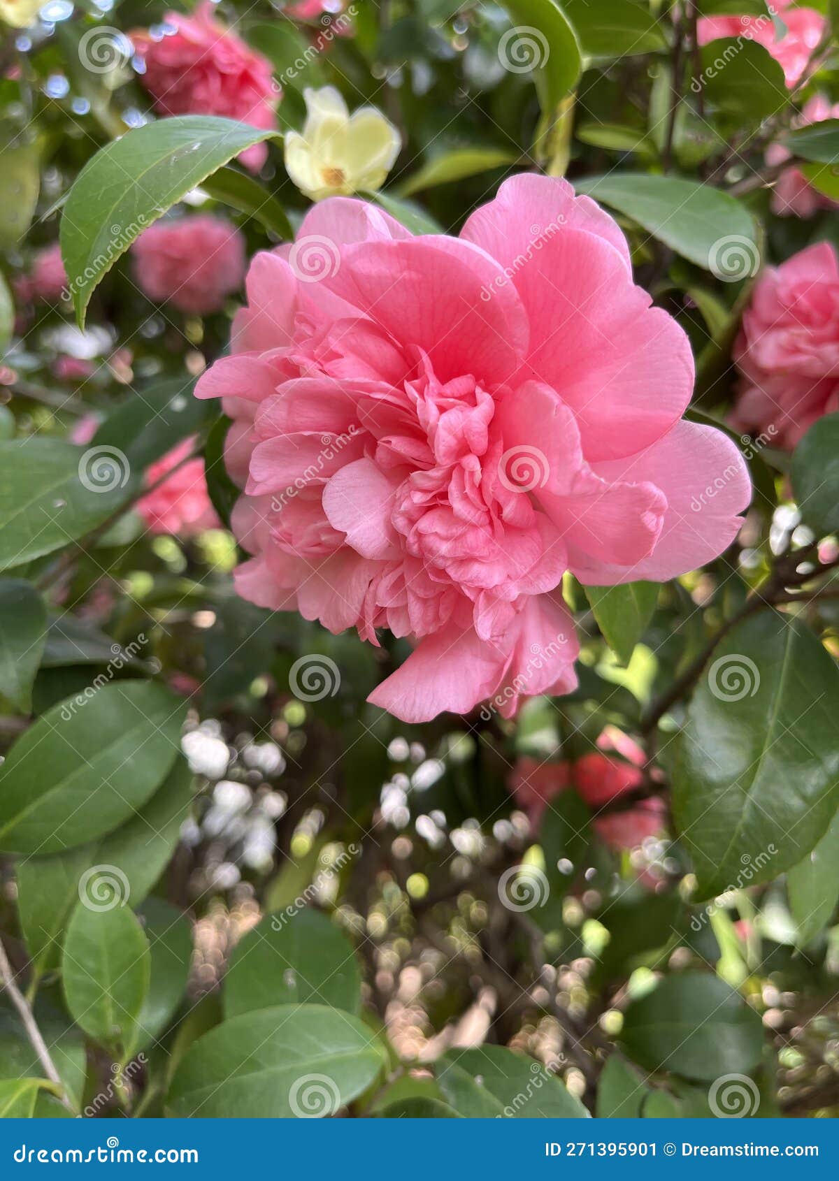 Red camellia stock image. Image of pink, shrub, produce - 271395901