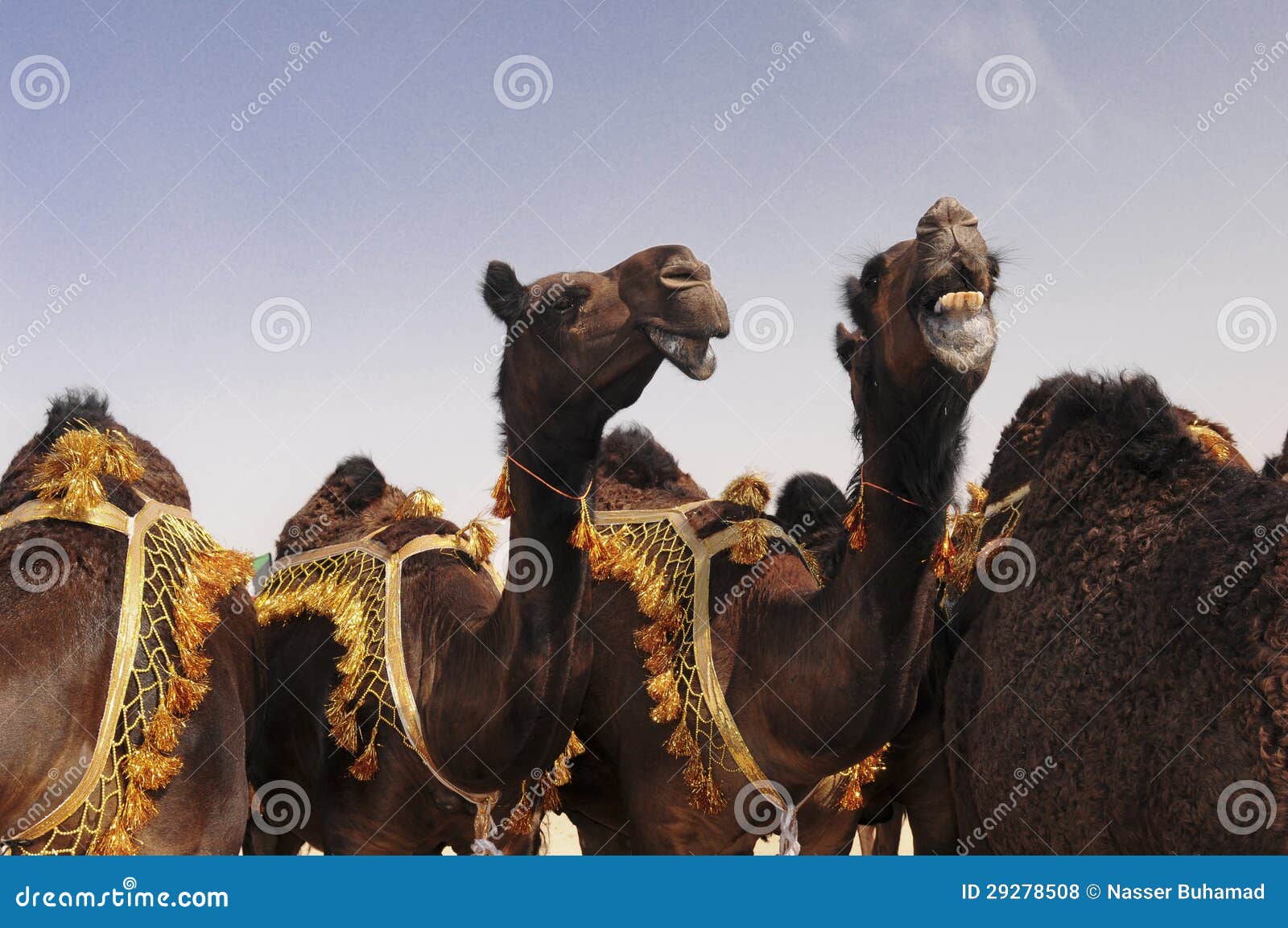 Red camels stock photo. Image of united, arabia, sahara - 29278508