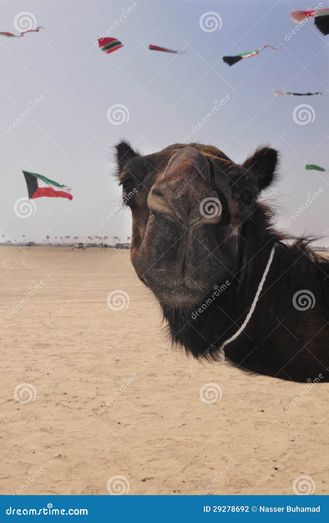 Red camels stock photo. Image of oriental, deserts, dromedary - 29278692