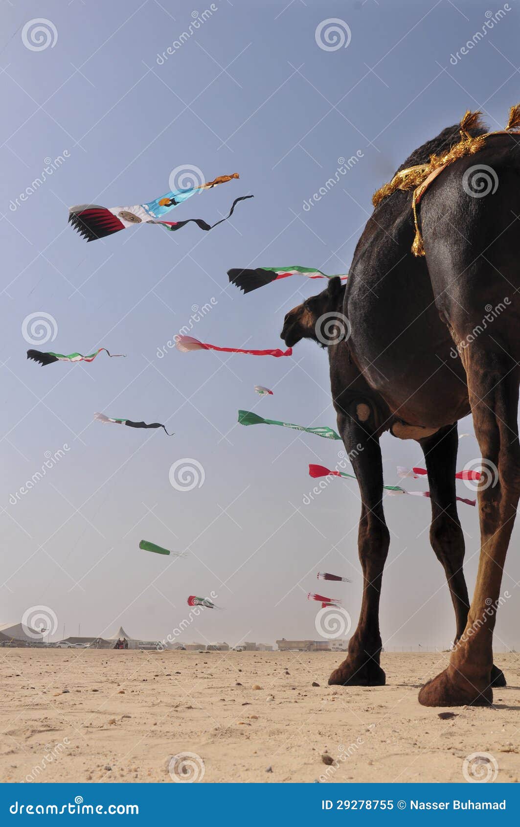 Red camels stock image. Image of kites, desert, middle - 29278755