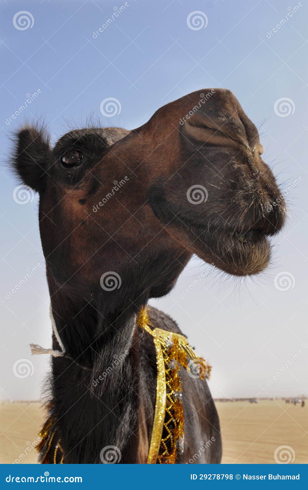 Red camels stock photo. Image of market, dromedary, dromedaries - 29278798