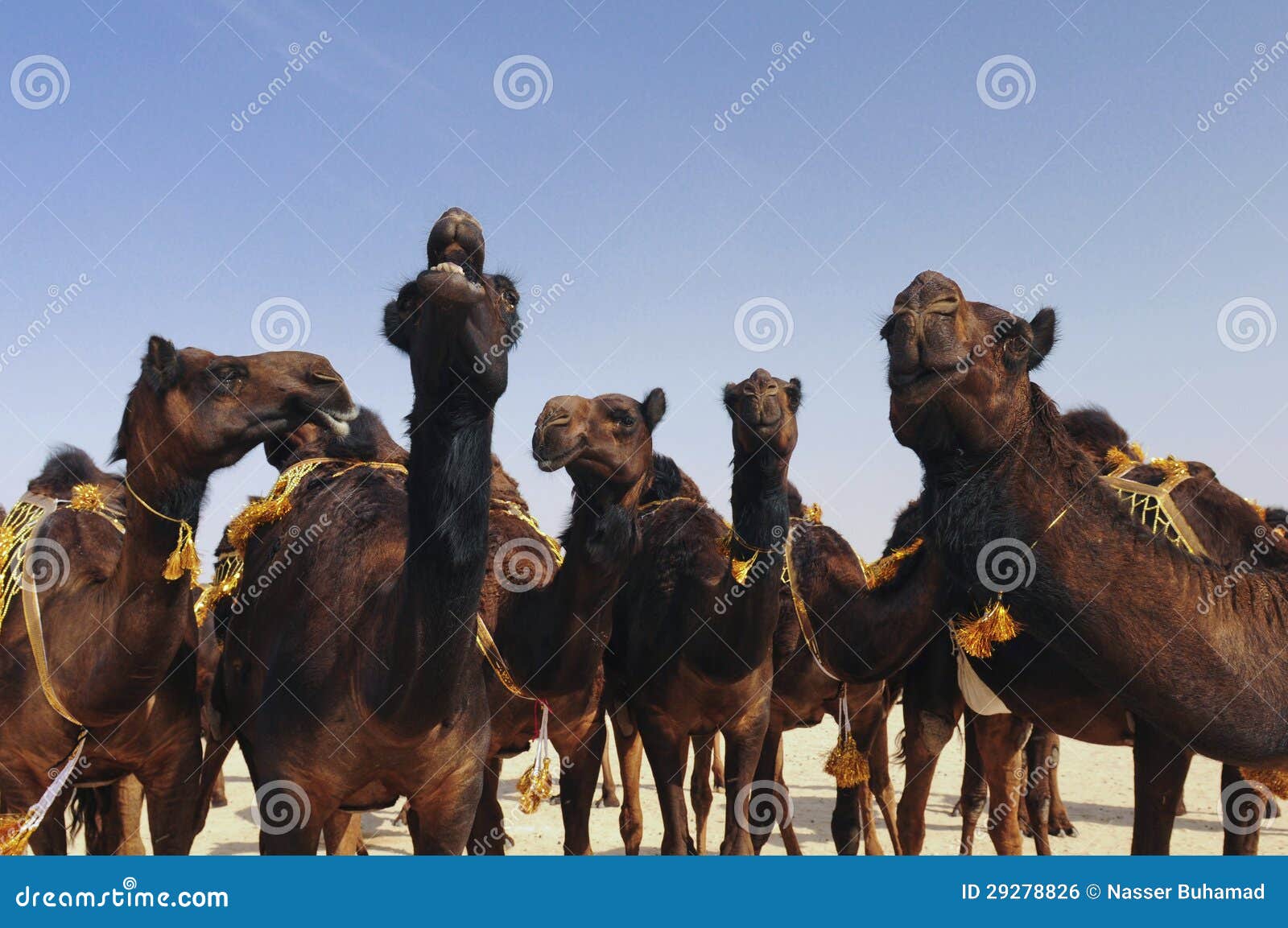 Red camels stock photo. Image of arabic, face, market - 29278826