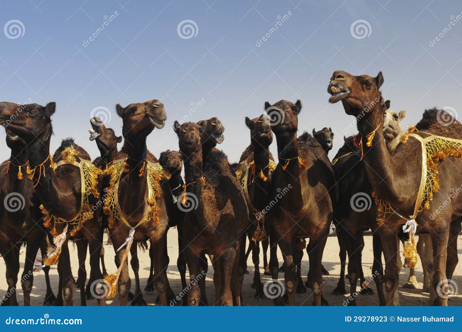 Red camels stock image. Image of middle, east, funny - 29278923