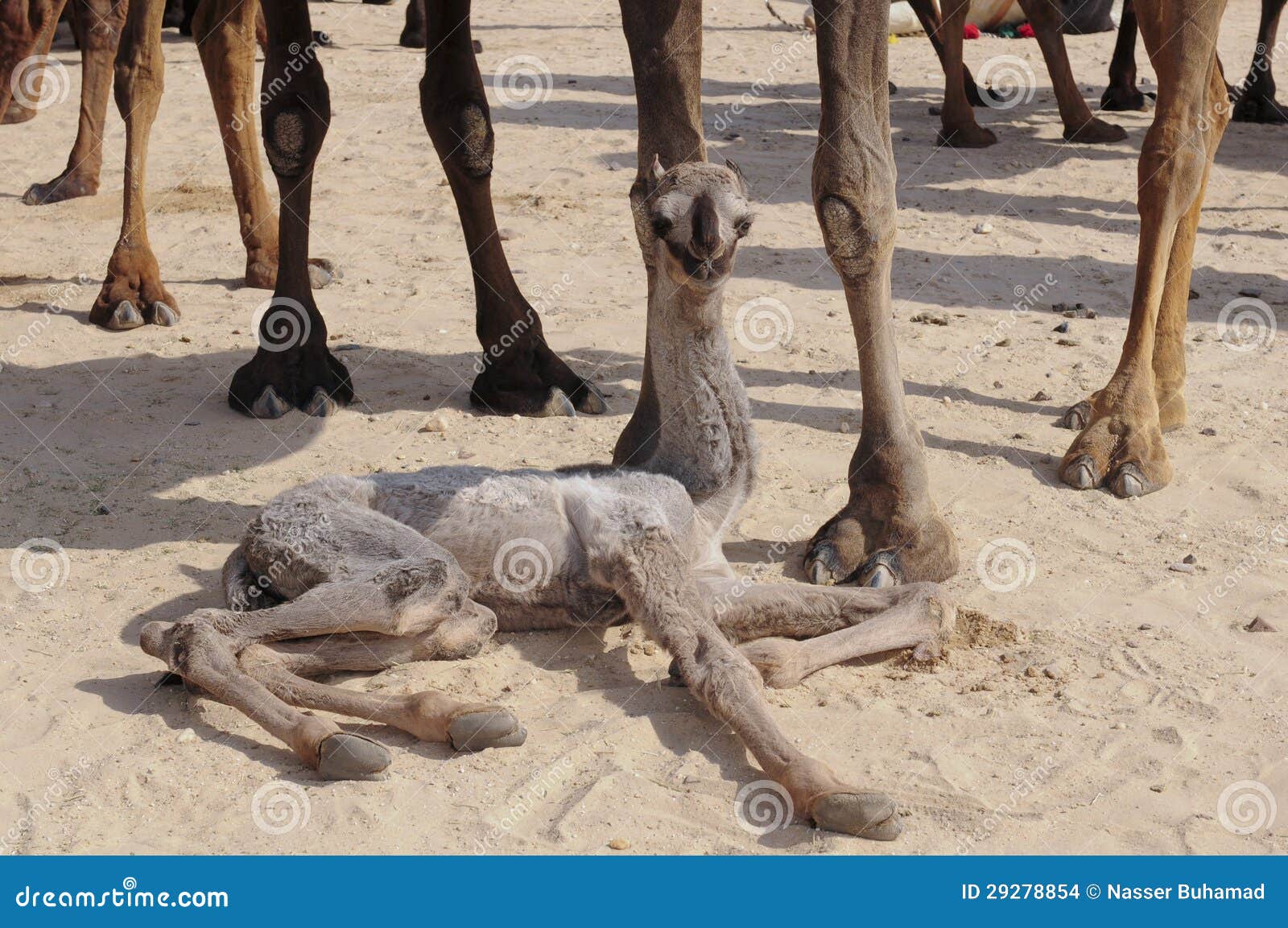 Red camels baby stock photo. Image of dhabi, kuwait, deserts - 29278854