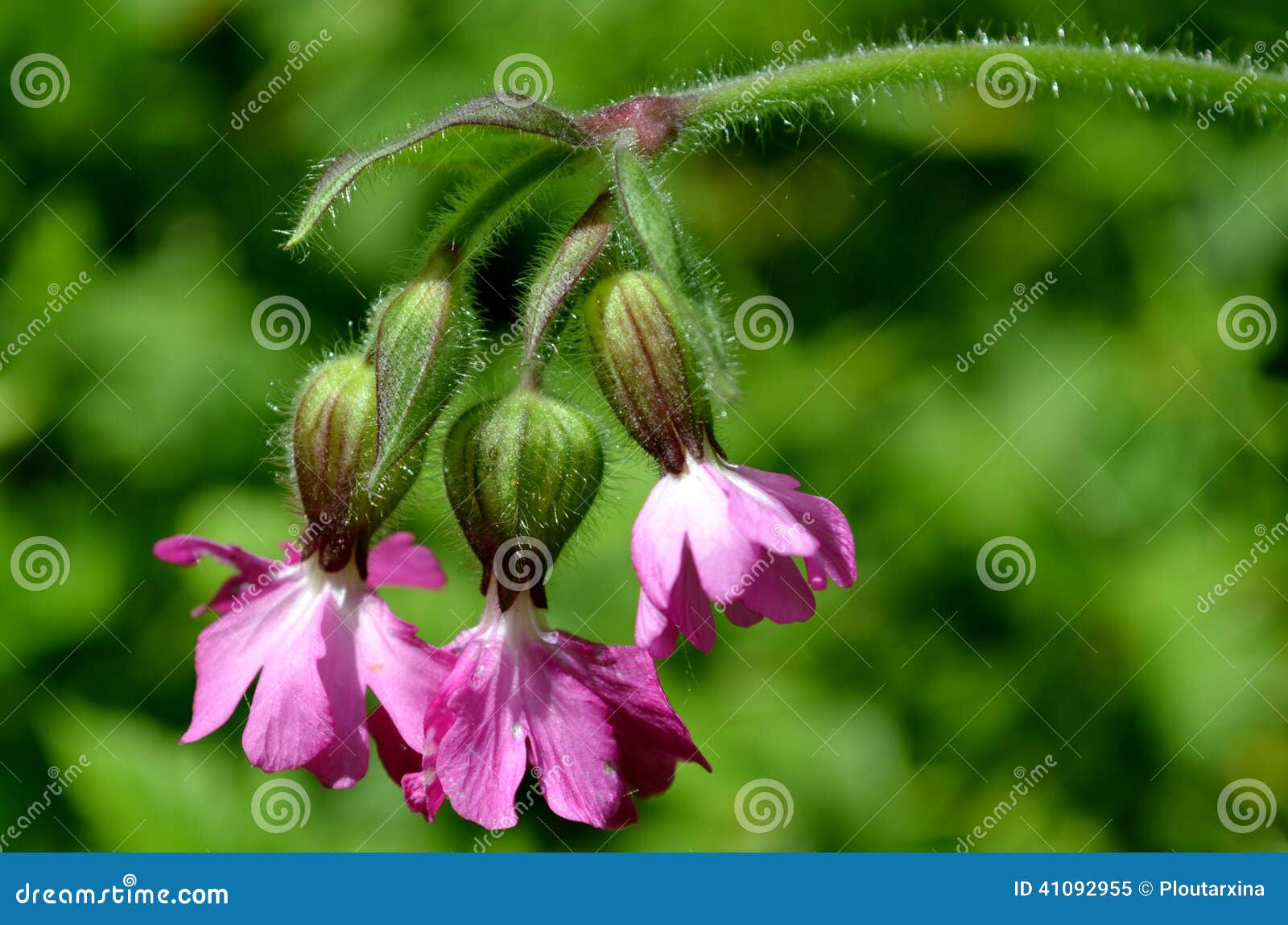 Red campion flowers stock image. Image of macro, botany - 41092955