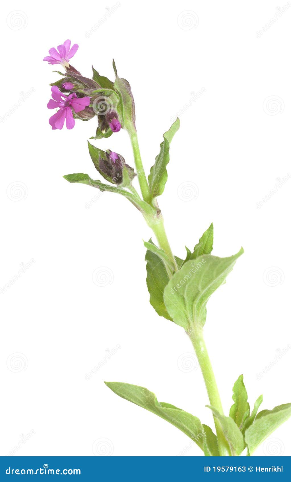 Silene Dioica, Commonly Called The Red Campion, During Seed Dispersal ...