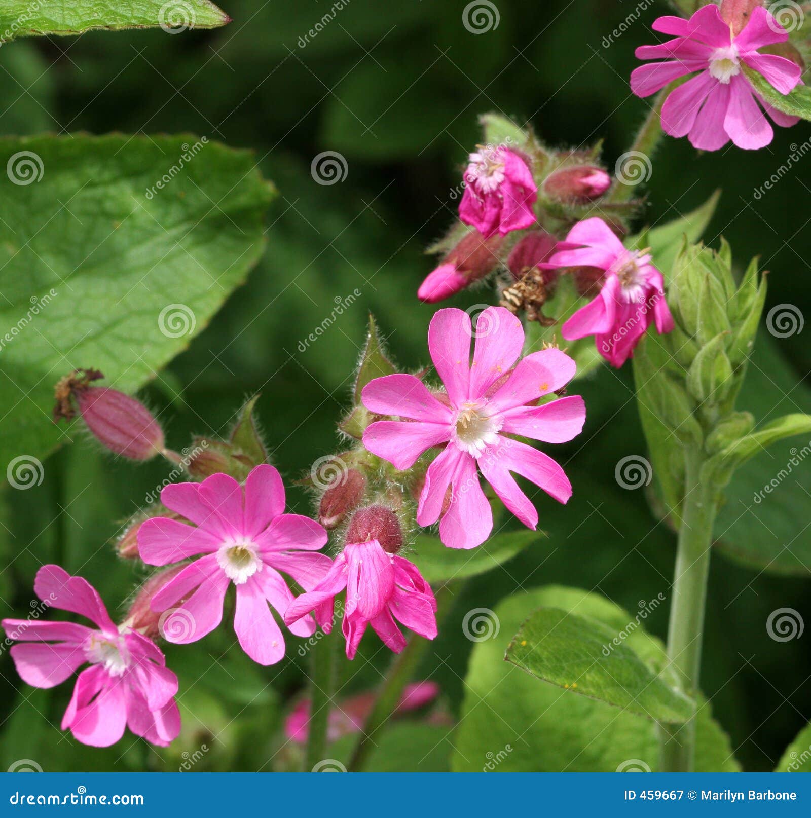 Red Campion Wild Flowers stock image. Image of silene, petals - 459667