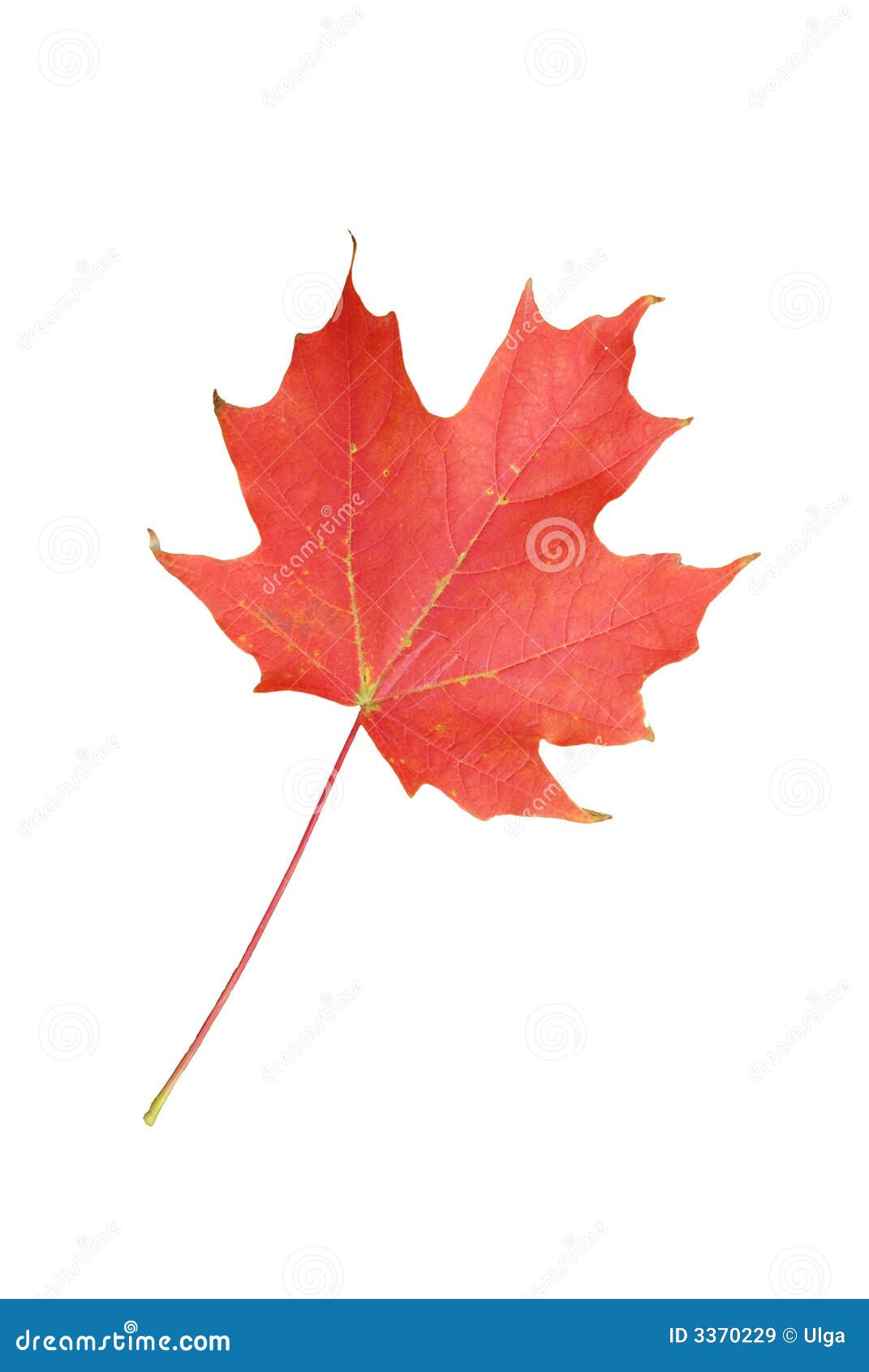Red Canadian Maple Leaf Royalty Free Stock Images - Image: 3370229