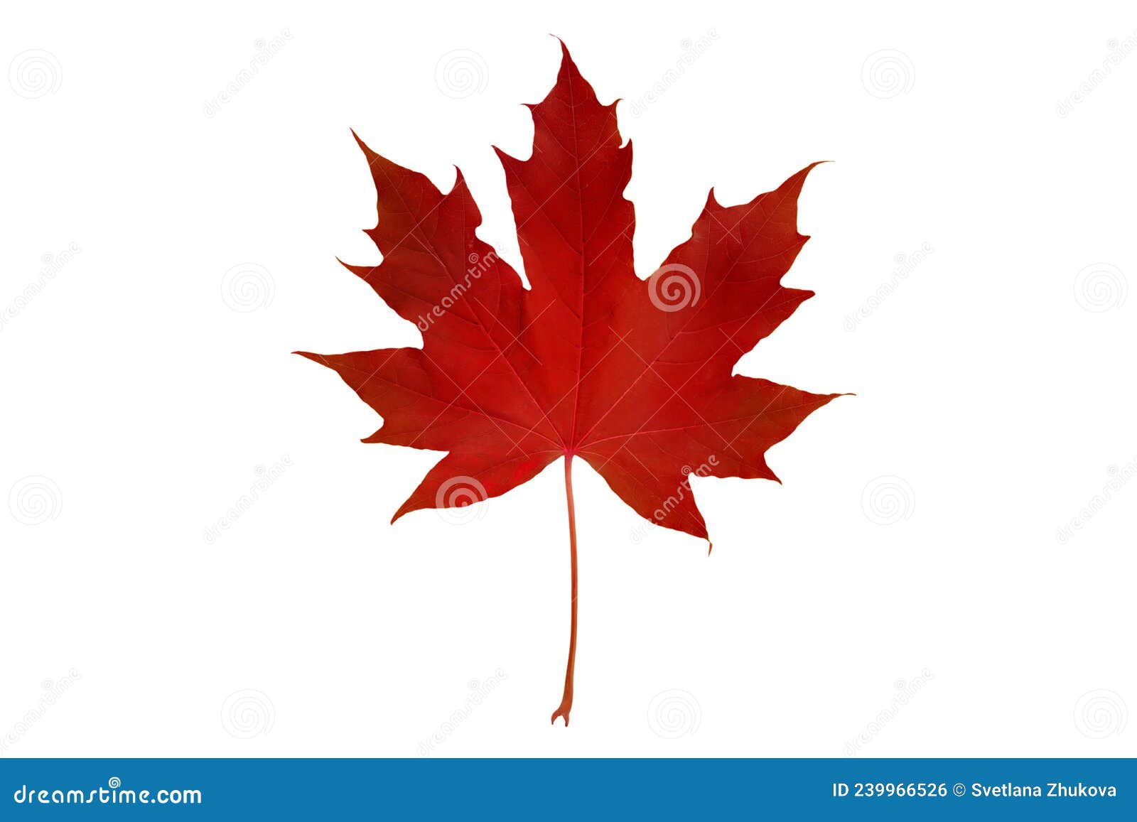 Red Canadian Maple Leaf Isolated on White Stock Photo - Image of ...