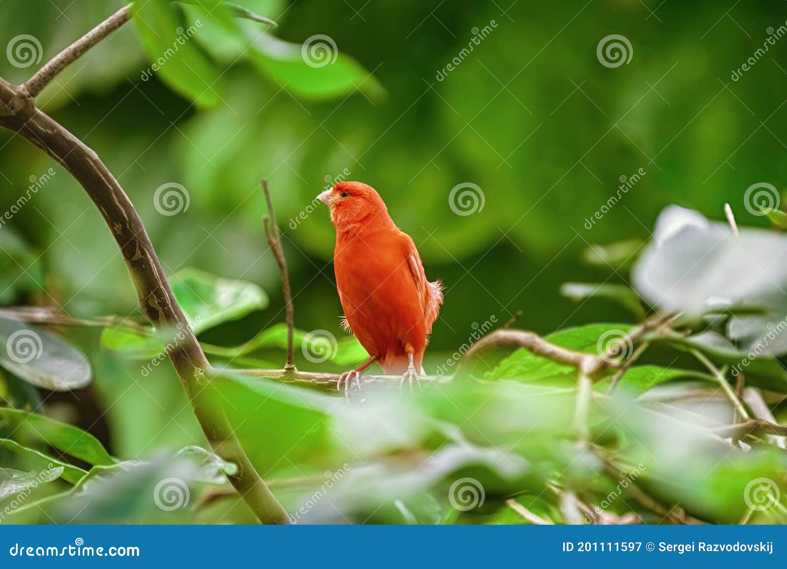 Red factor canary stock image. Image of ornithology - 201111597