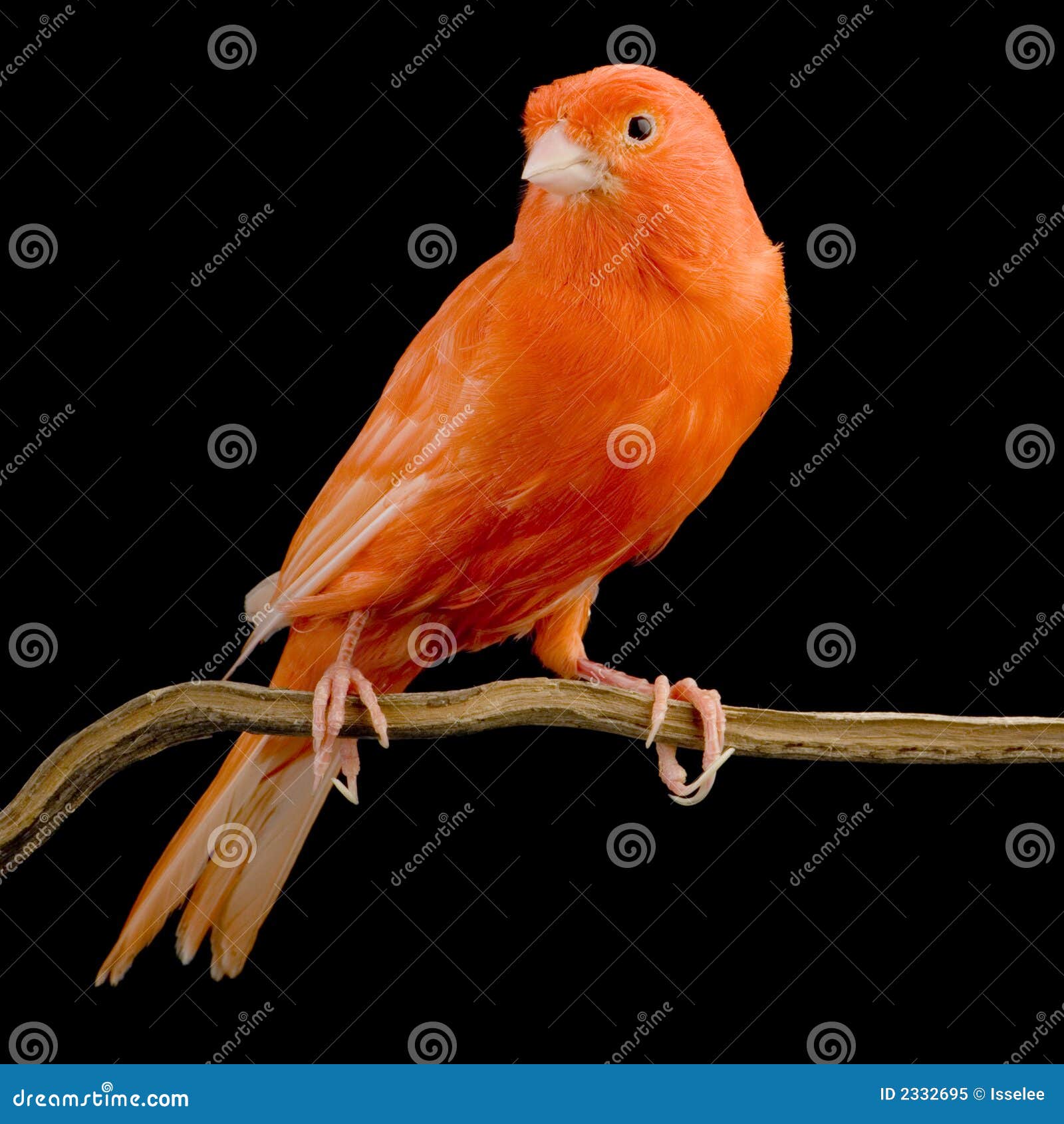 Red canary on its perch stock image. Image of shot, portrait - 2332695