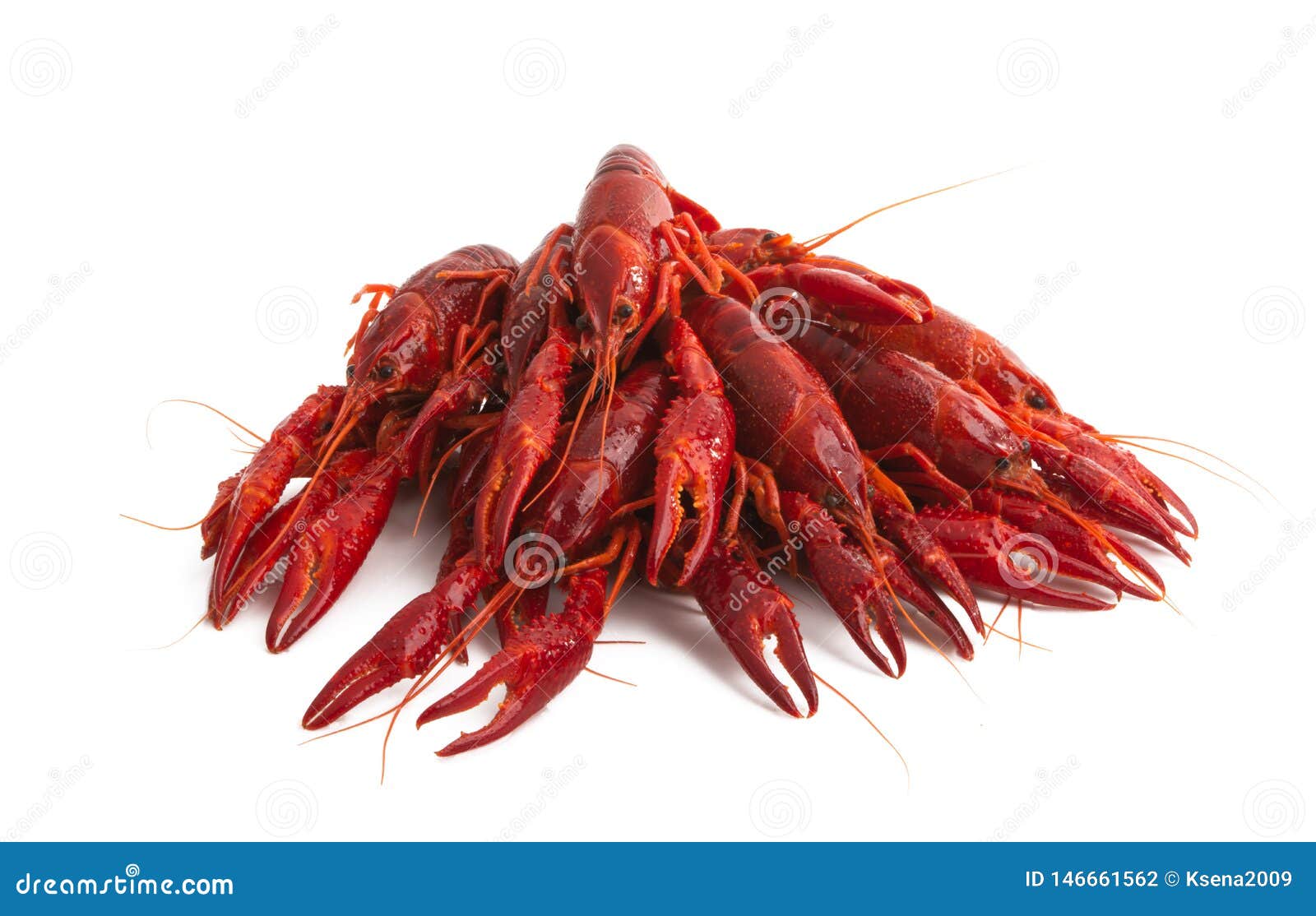 Red cancer isolated stock photo. Image of cooked, shrimp - 146661562